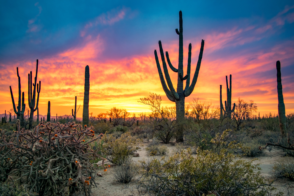 A Guide To Saguaro National Park